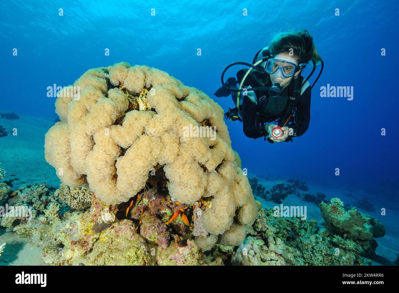 Diver looking up at illuminated colony of bubble coral (Plerogyra ...