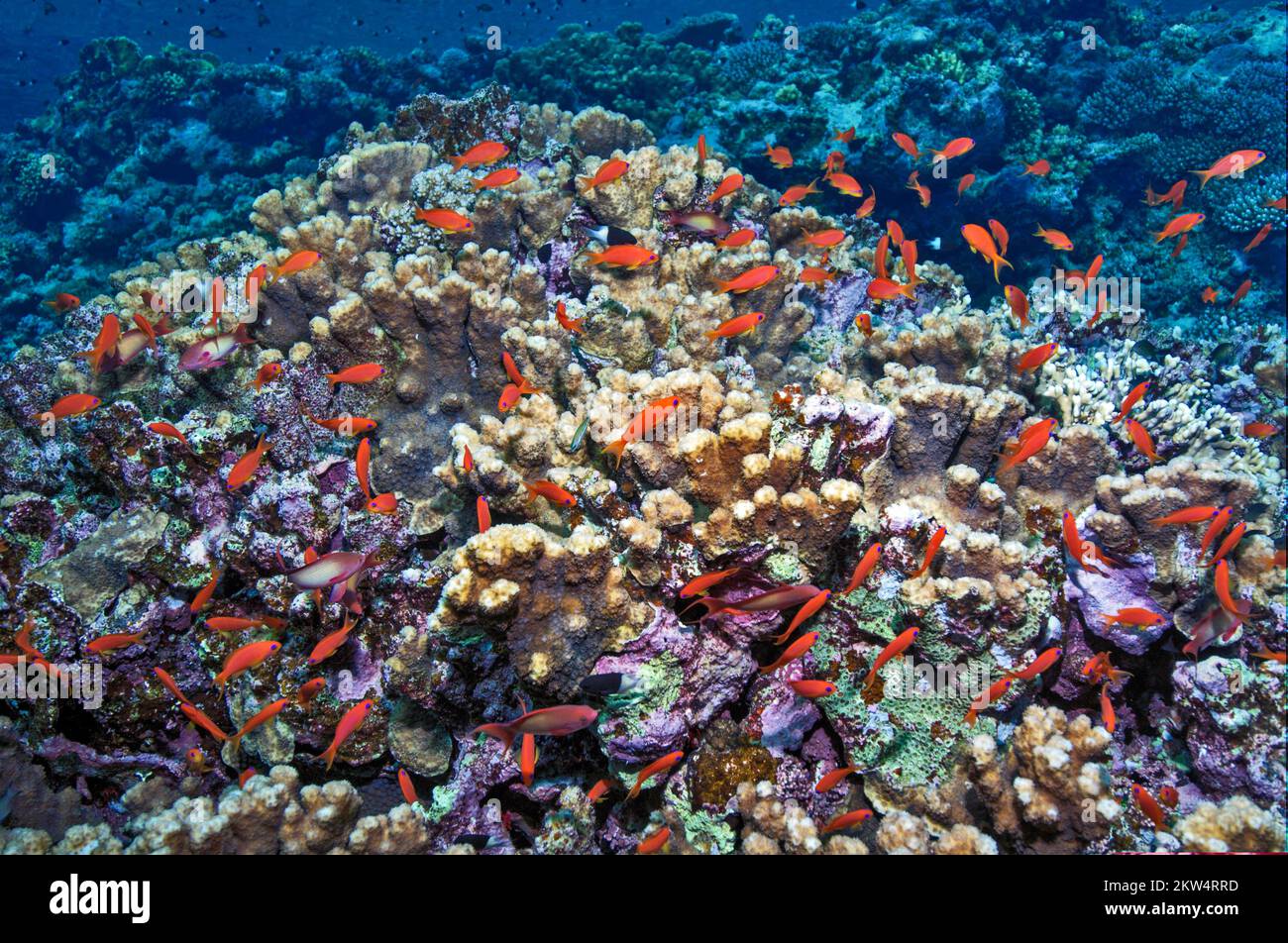 Small school of fish Shoal of sea goldies (Pseudanthias squamipinnis ...