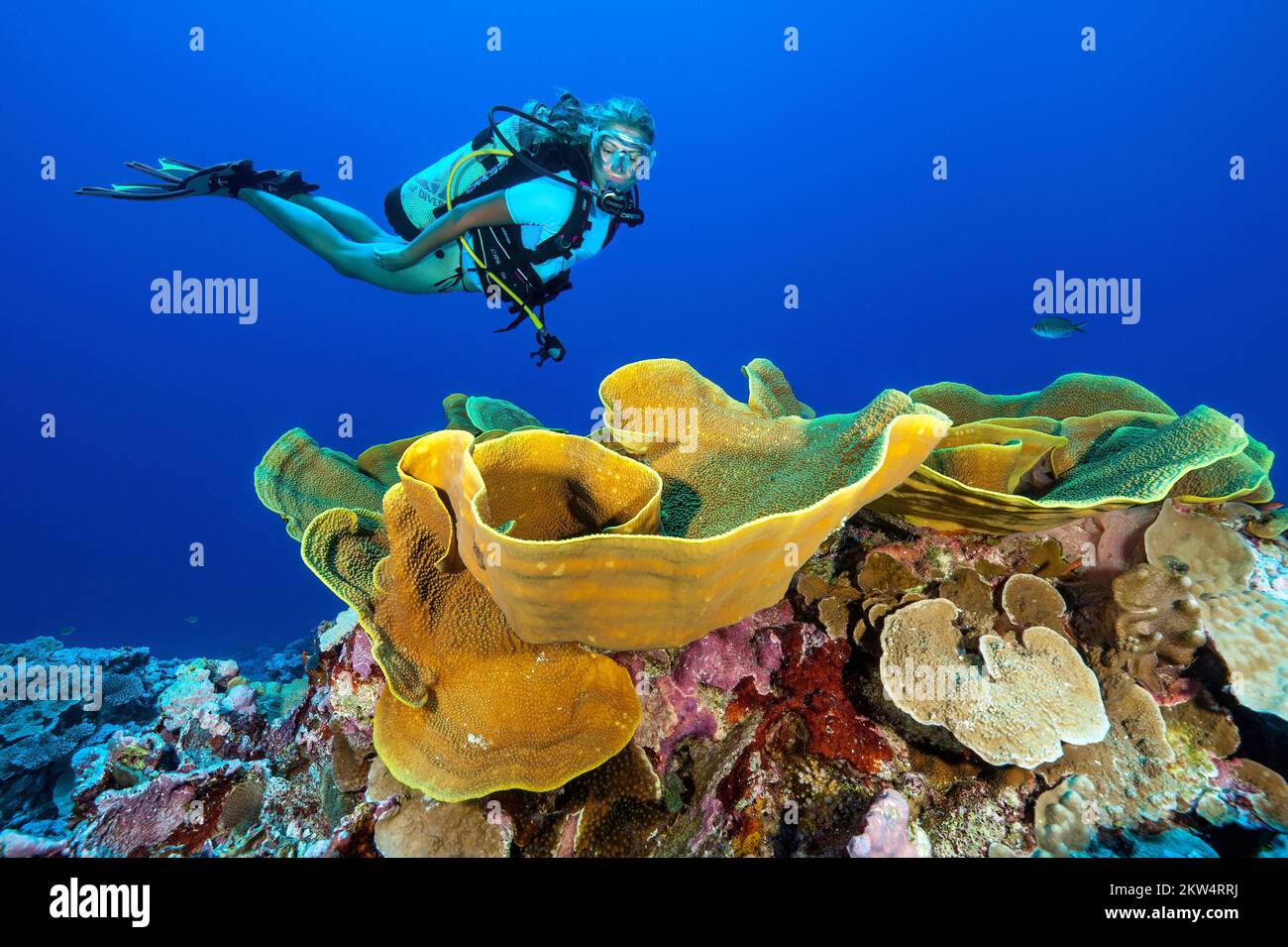 Diver looking at large calyx coral in coral reef (Turbinaria ...