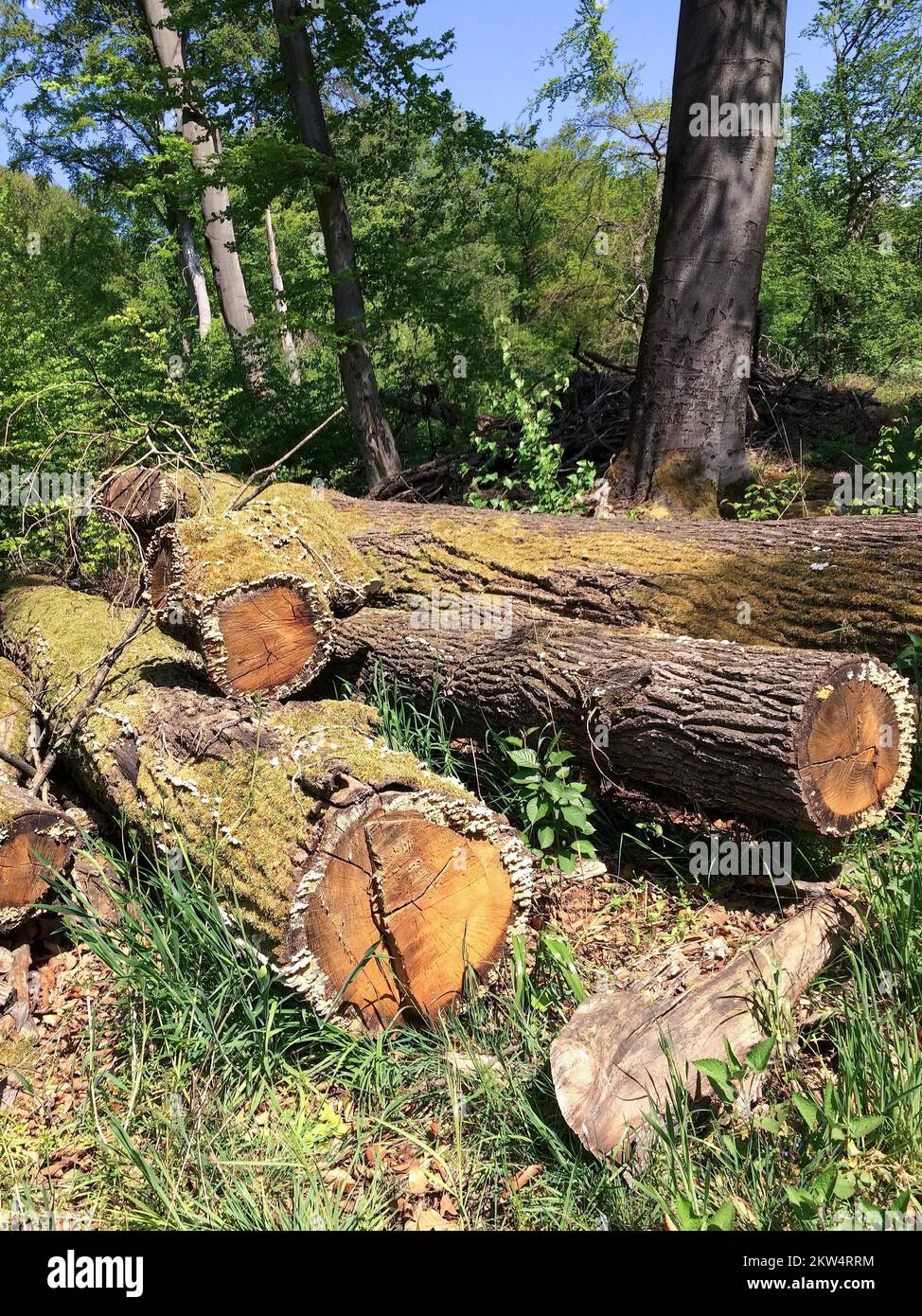 Old-growth deadwood overgrown with moss felled tree trunks lying in ...