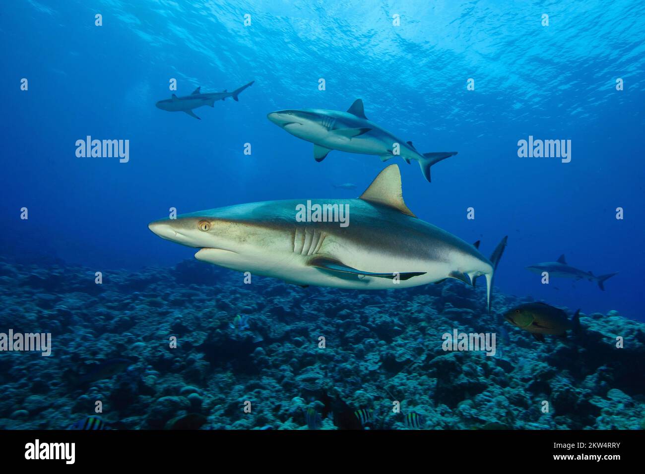 Group of grey reef shark (Carcharhinus amblyrhynchos) swimming over ...