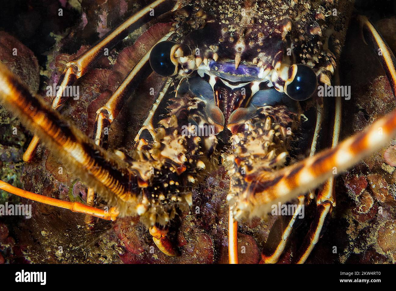 Spiny sea animal hi-res stock photography and images - Alamy