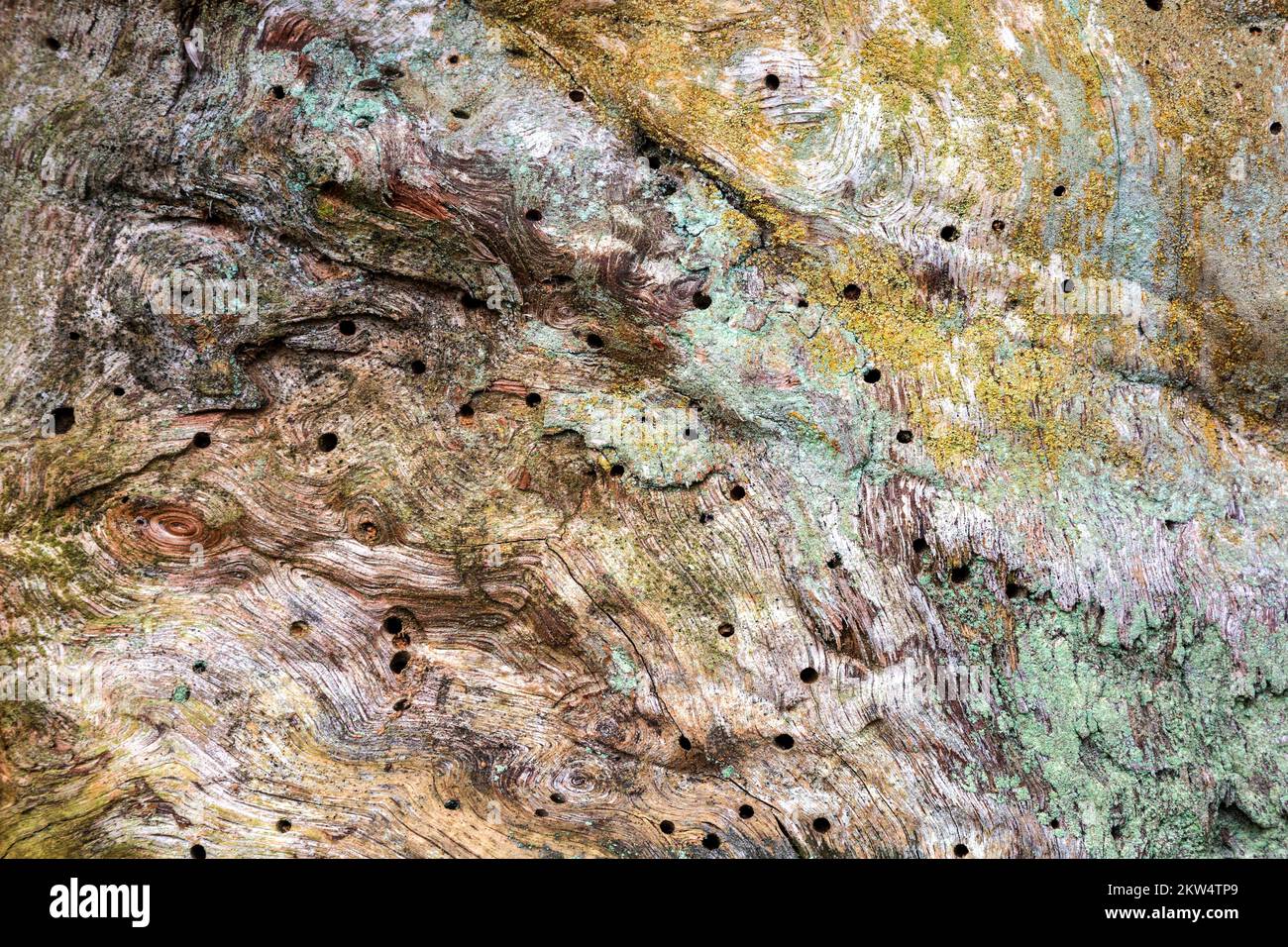 Primeval insect hi-res stock photography and images - Alamy