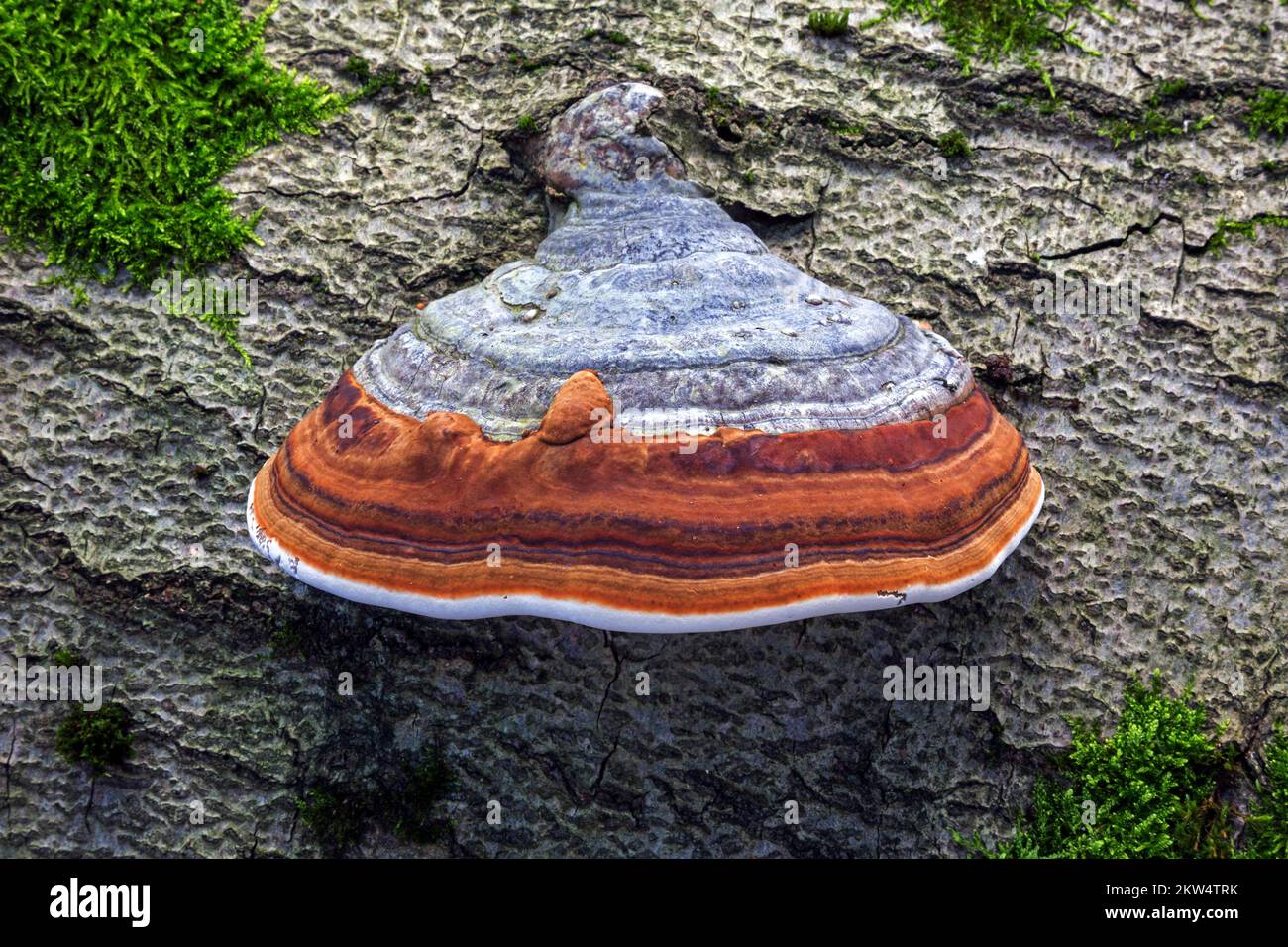 Fungus, true tinder fungus (Fomes fomentarius), growing on dead tree ...
