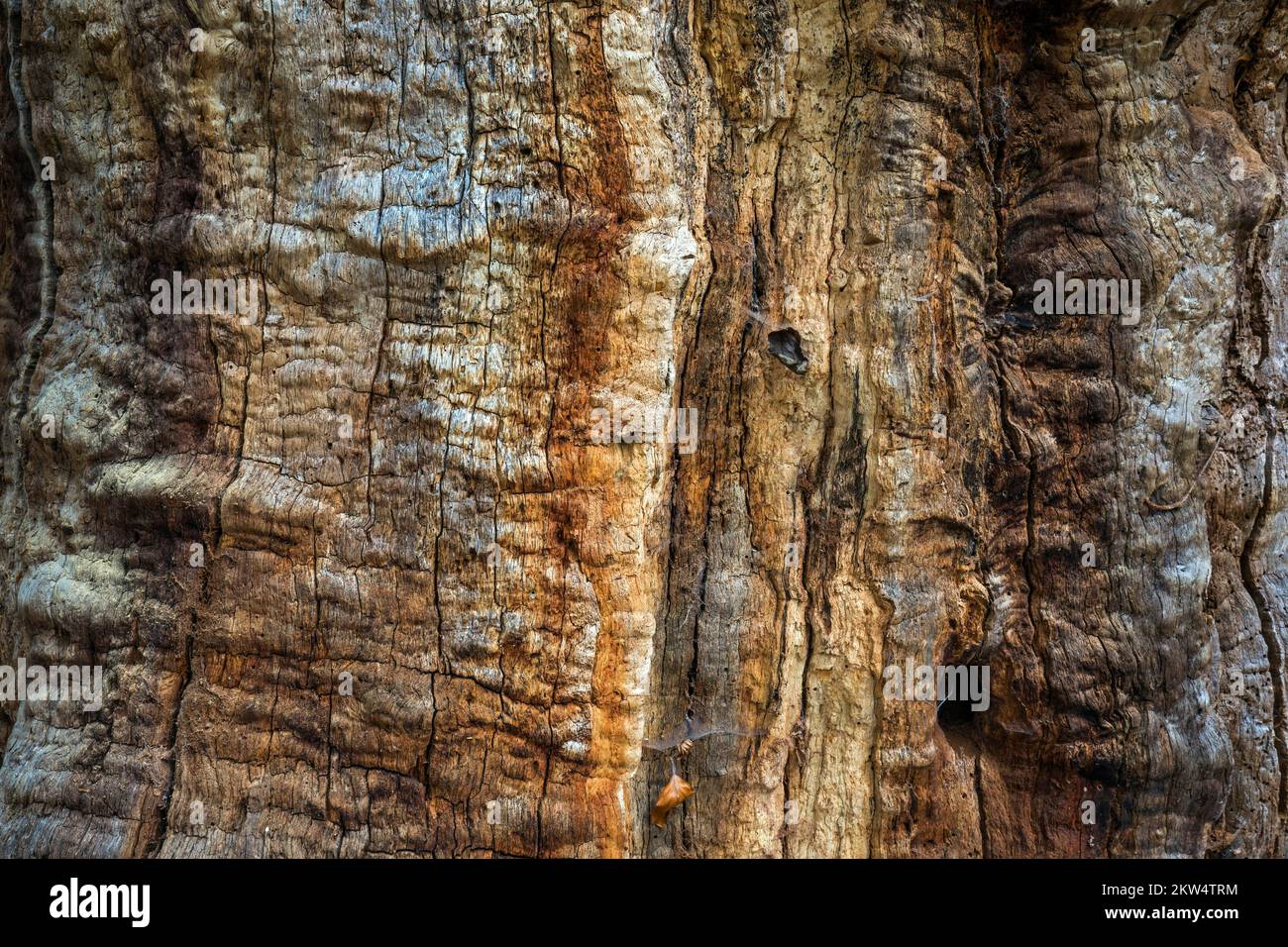 Structures in the weathered wood on a dead tree trunk, Sababurg ...