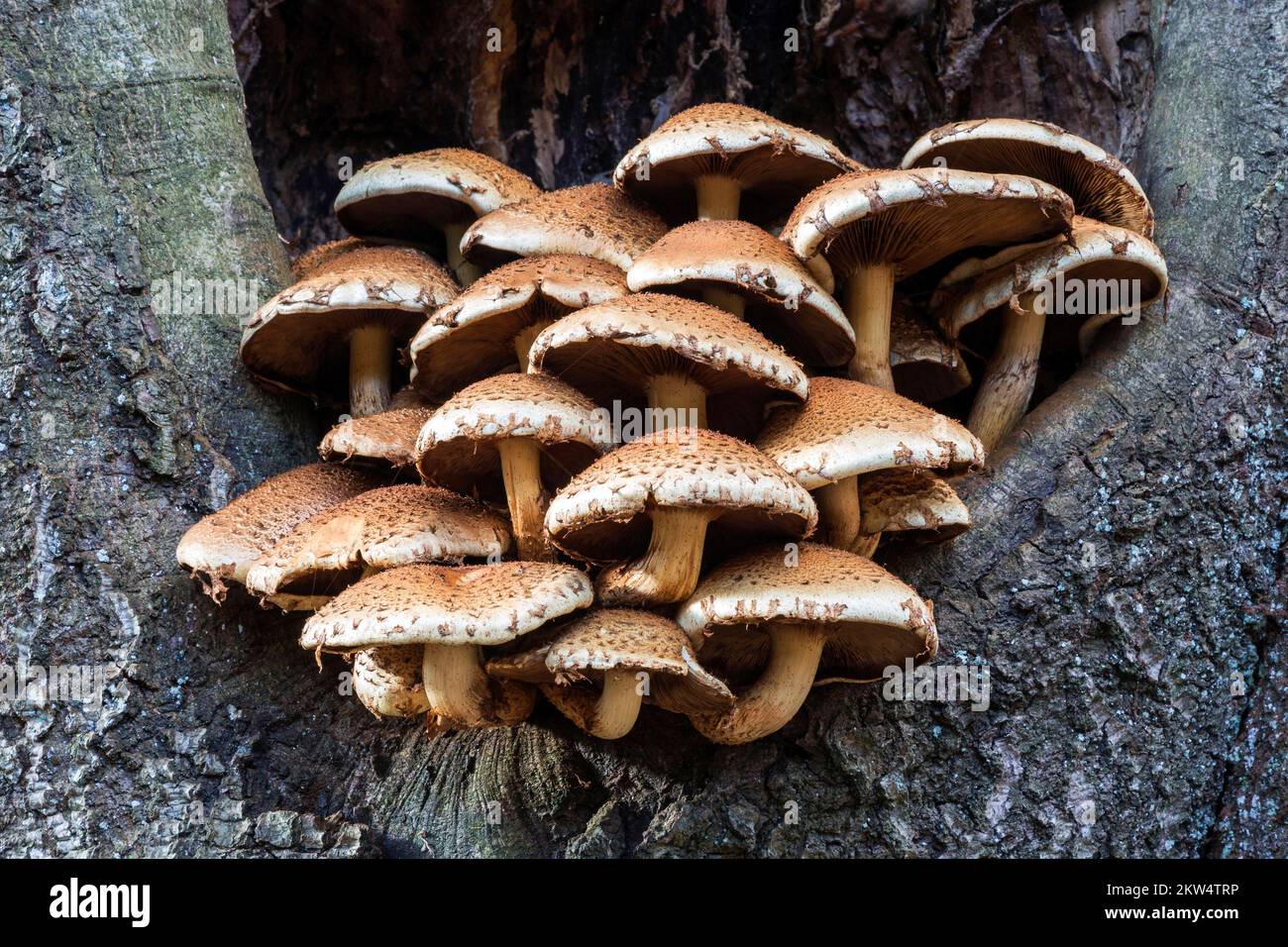 Golden scalycap (Pholiota aurivella) growing on a common beech (Fagus ...