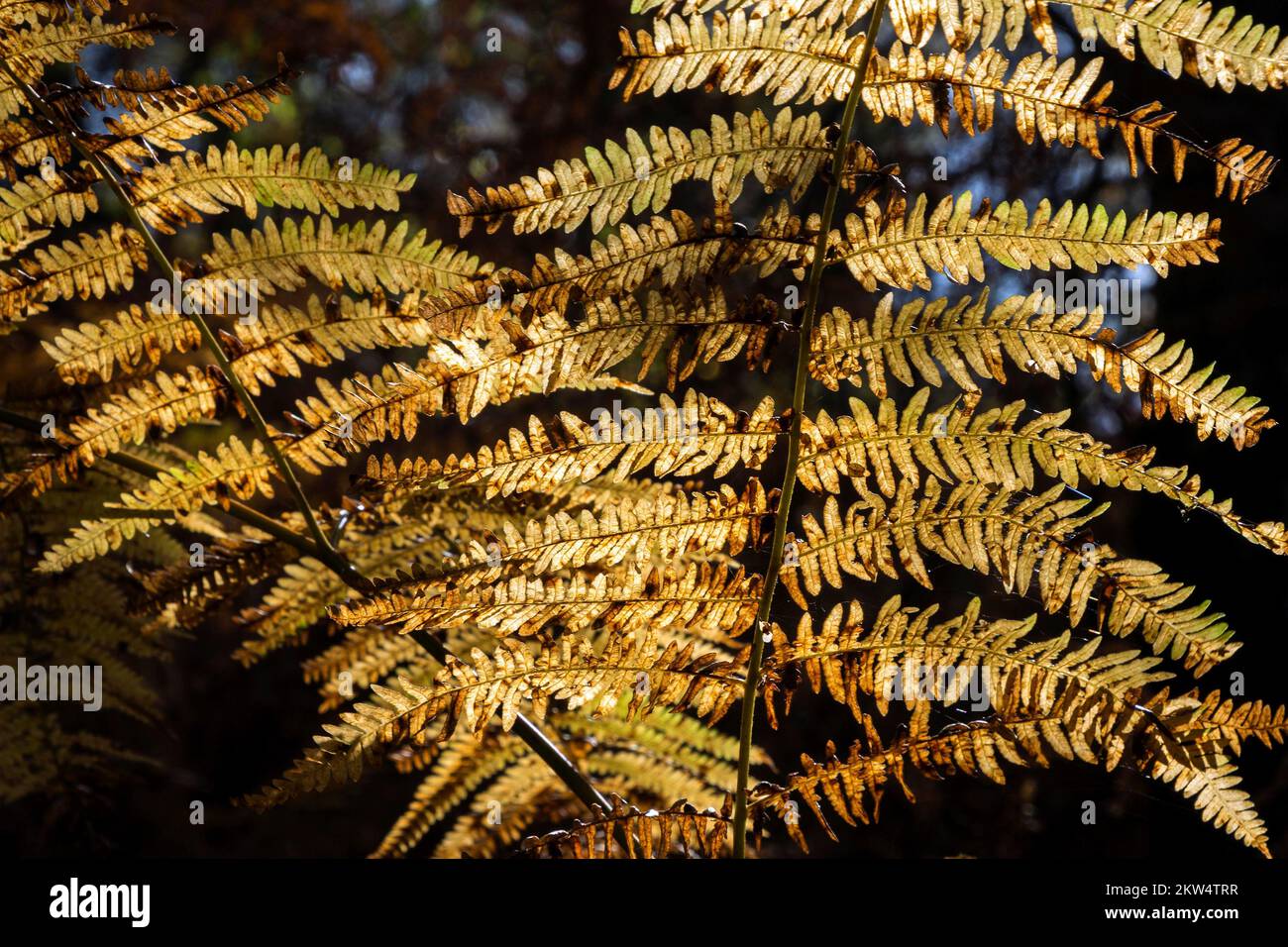 Fern, royal fern (Osmunda regalis) in autumn colour, primeval forest ...