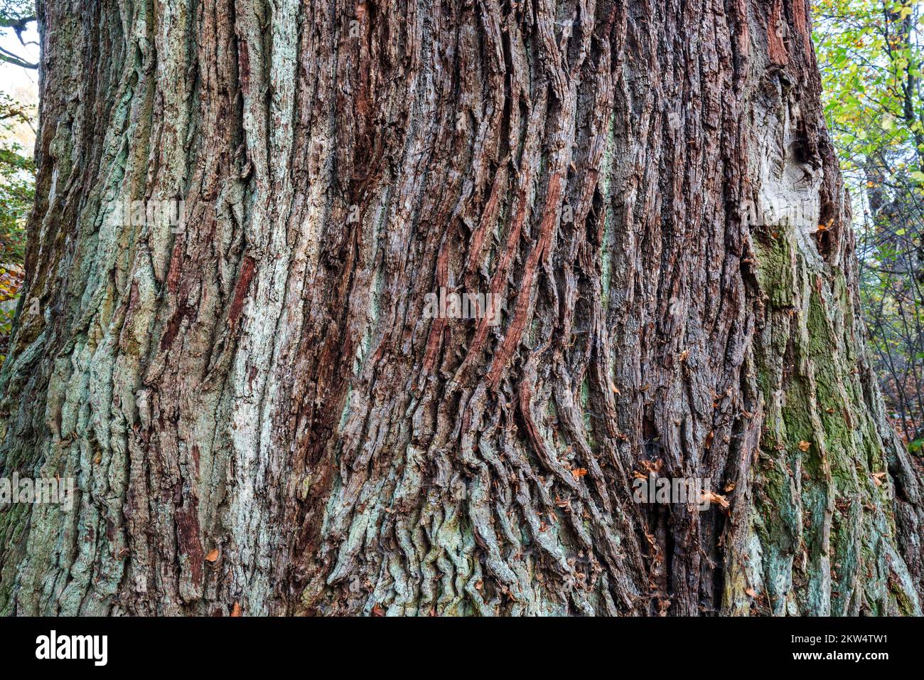 Tree trunk, bark of a hay pond, primeval forest Sababurg, Reinhardswald ...