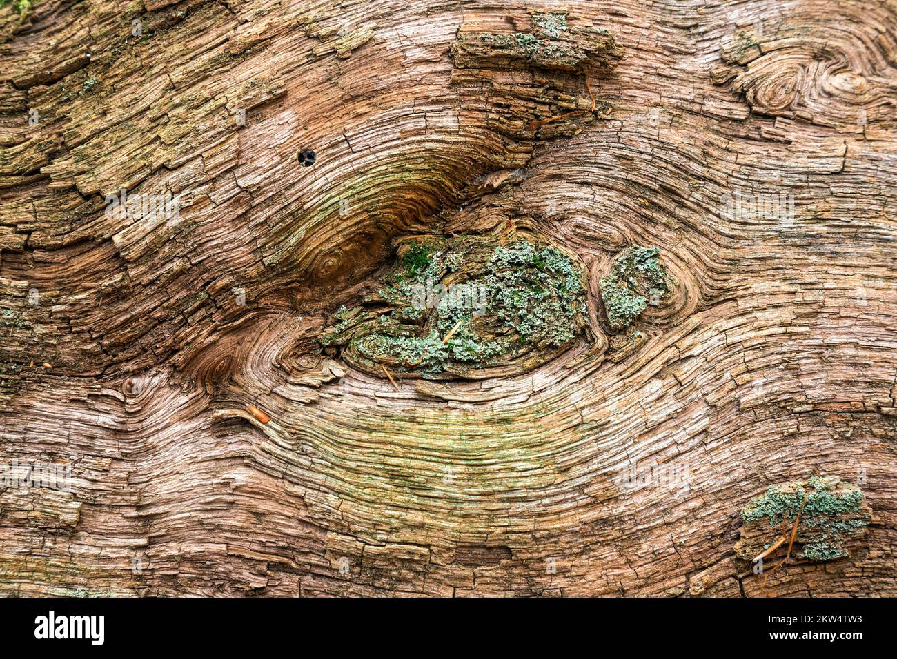 Structures in the wood of a dead tree trunk, Sababurg primeval forest ...