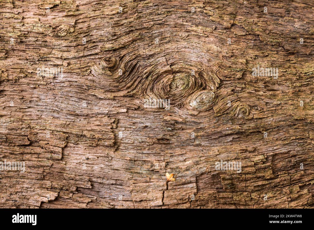 Structures in the wood of a dead tree trunk, Sababurg primeval forest ...