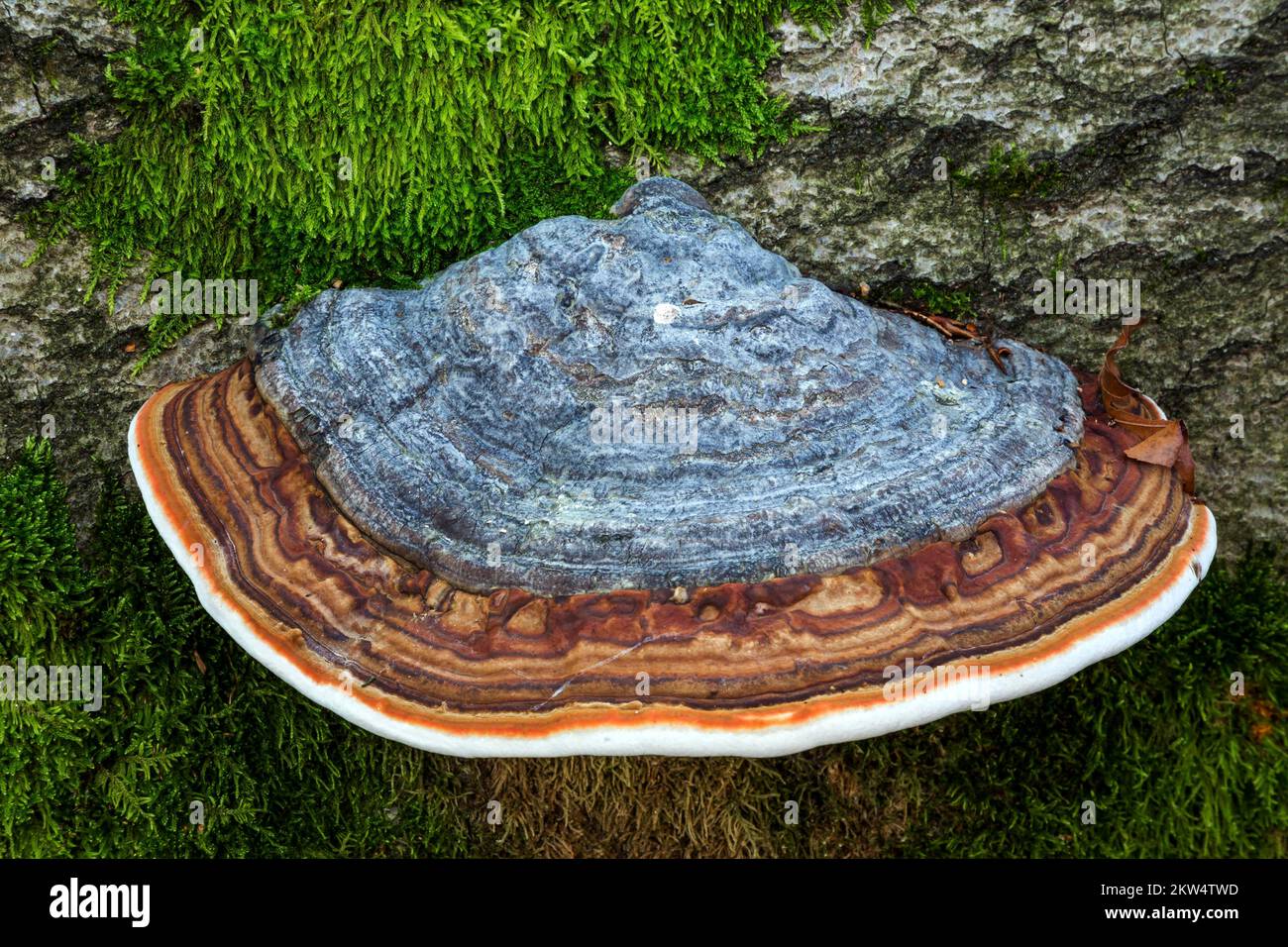 Growing on dead tree trunk hi-res stock photography and images - Alamy