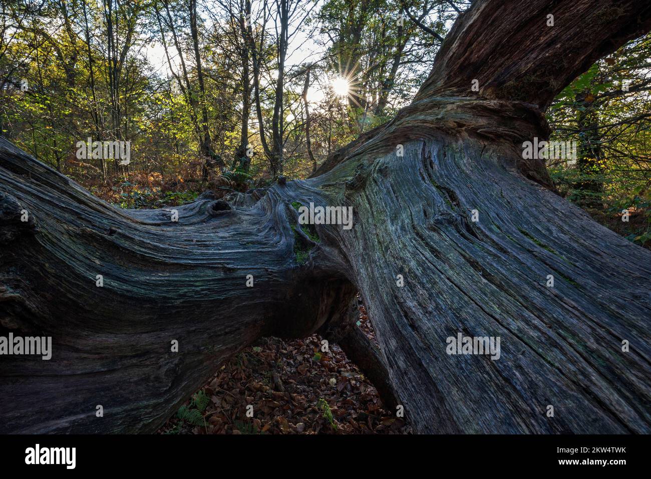 Structures in the wood of a dead tree trunk, Sababurg primeval forest ...