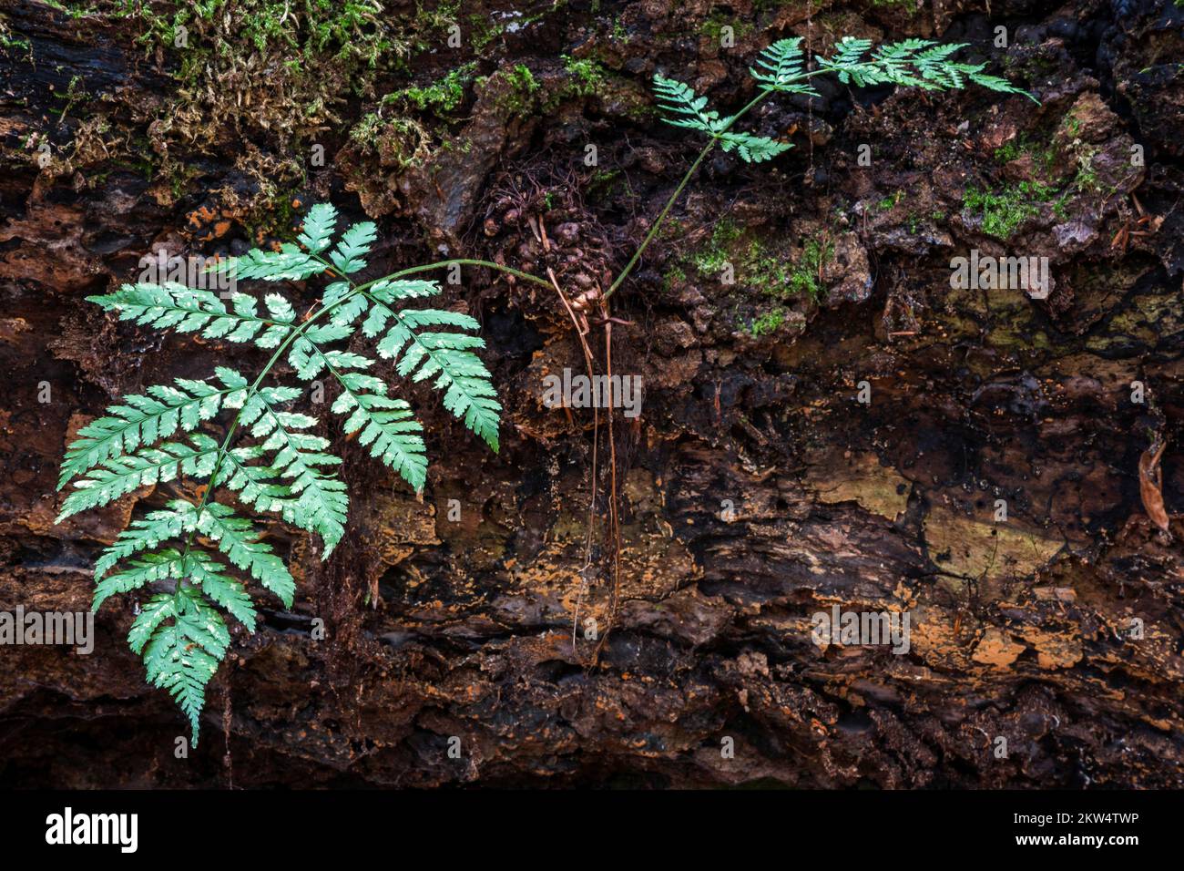 Fern growing on dead tree trunk, primeval forest Sababurg ...