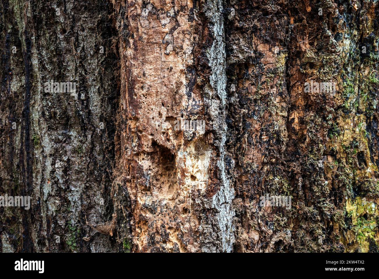 Natural wood weathering hi-res stock photography and images - Alamy