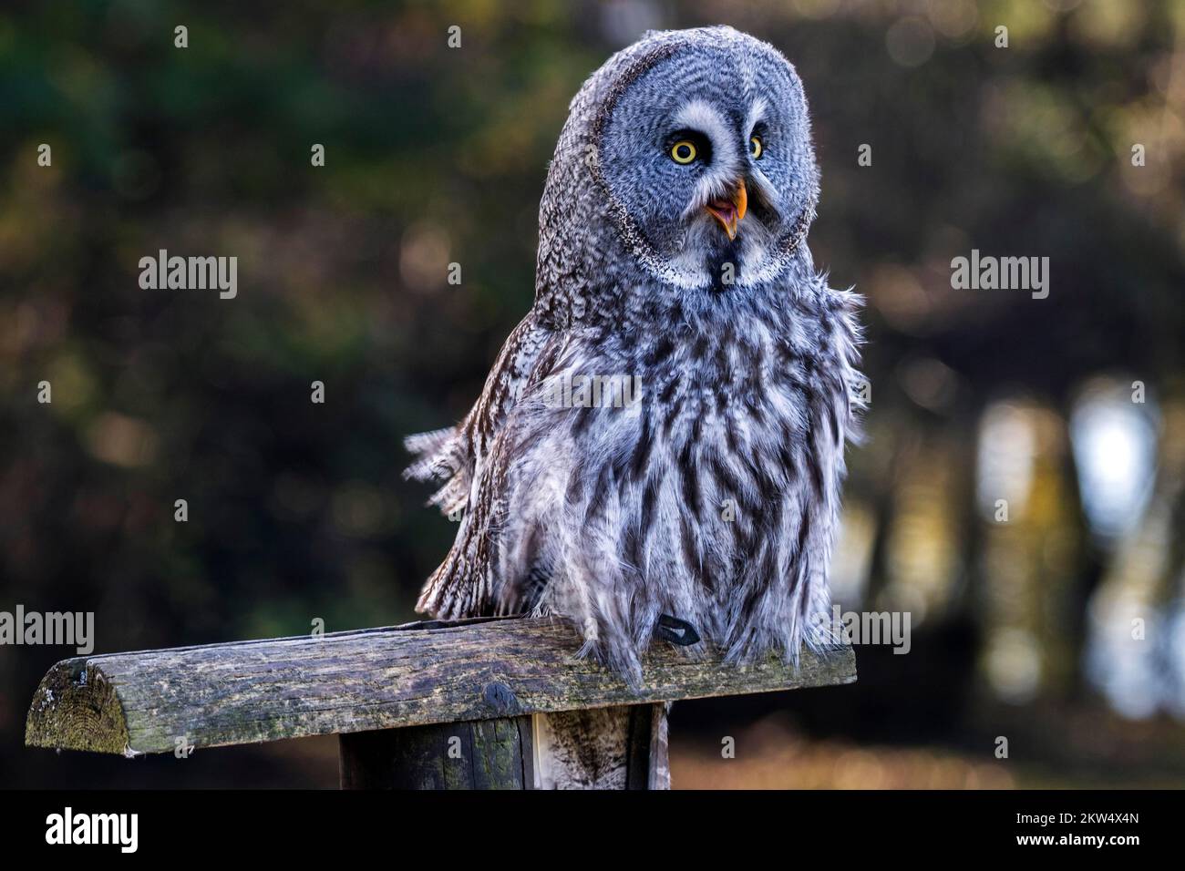 Great Grey Owl (Strix nebulosa nebulosa), captive, Sababurg Zoo, Hesse ...