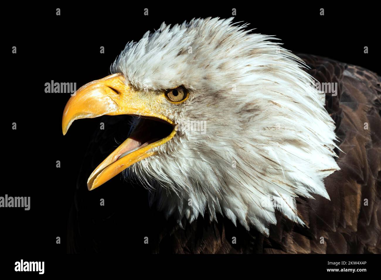 Bald eagle (Haliaeetus leucocephalus), portrait, captive, Sababurg Zoo ...
