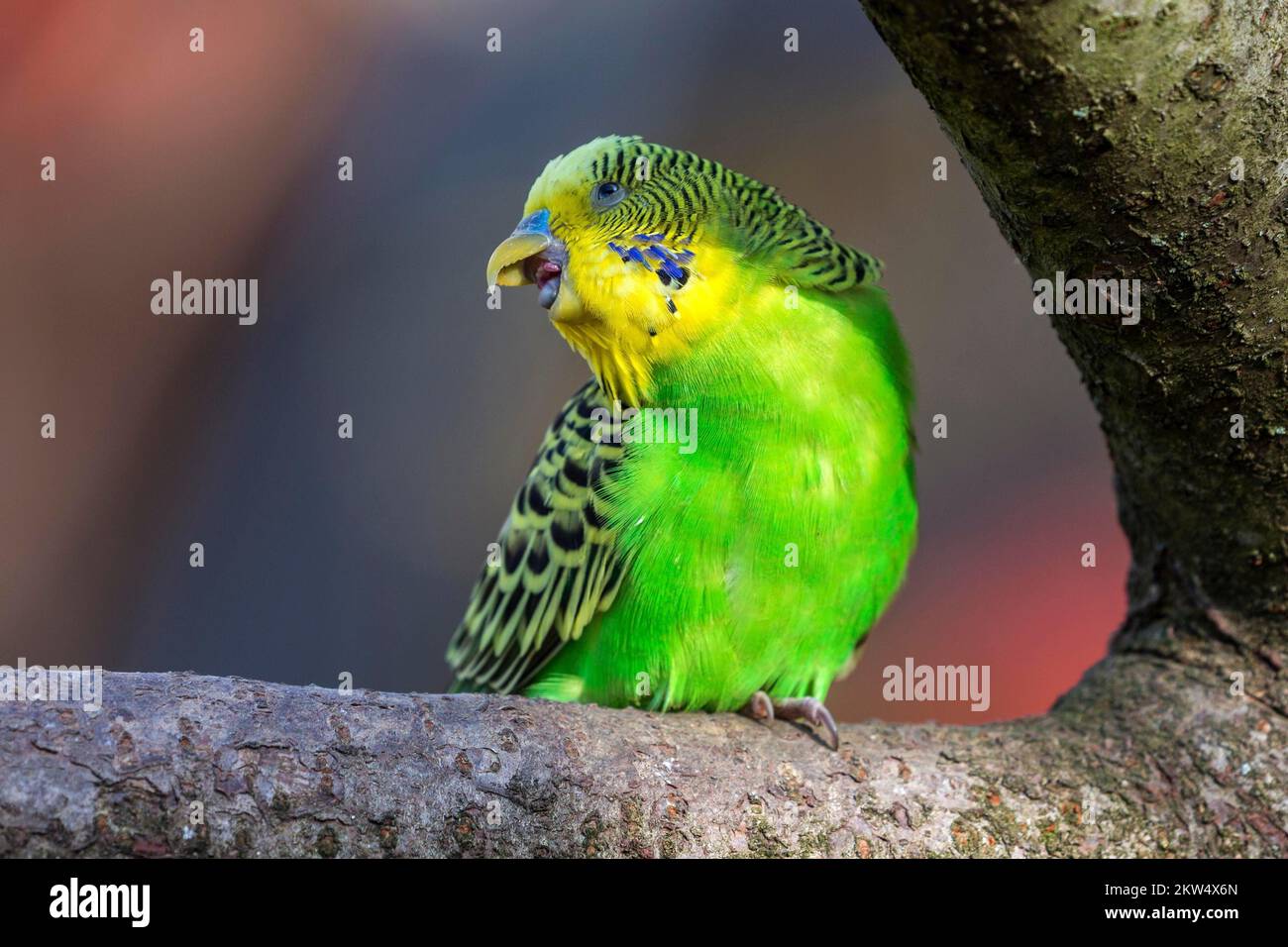 Green-yellow budgie (Melopsittacus undulatus), captive, Sababurg Zoo ...
