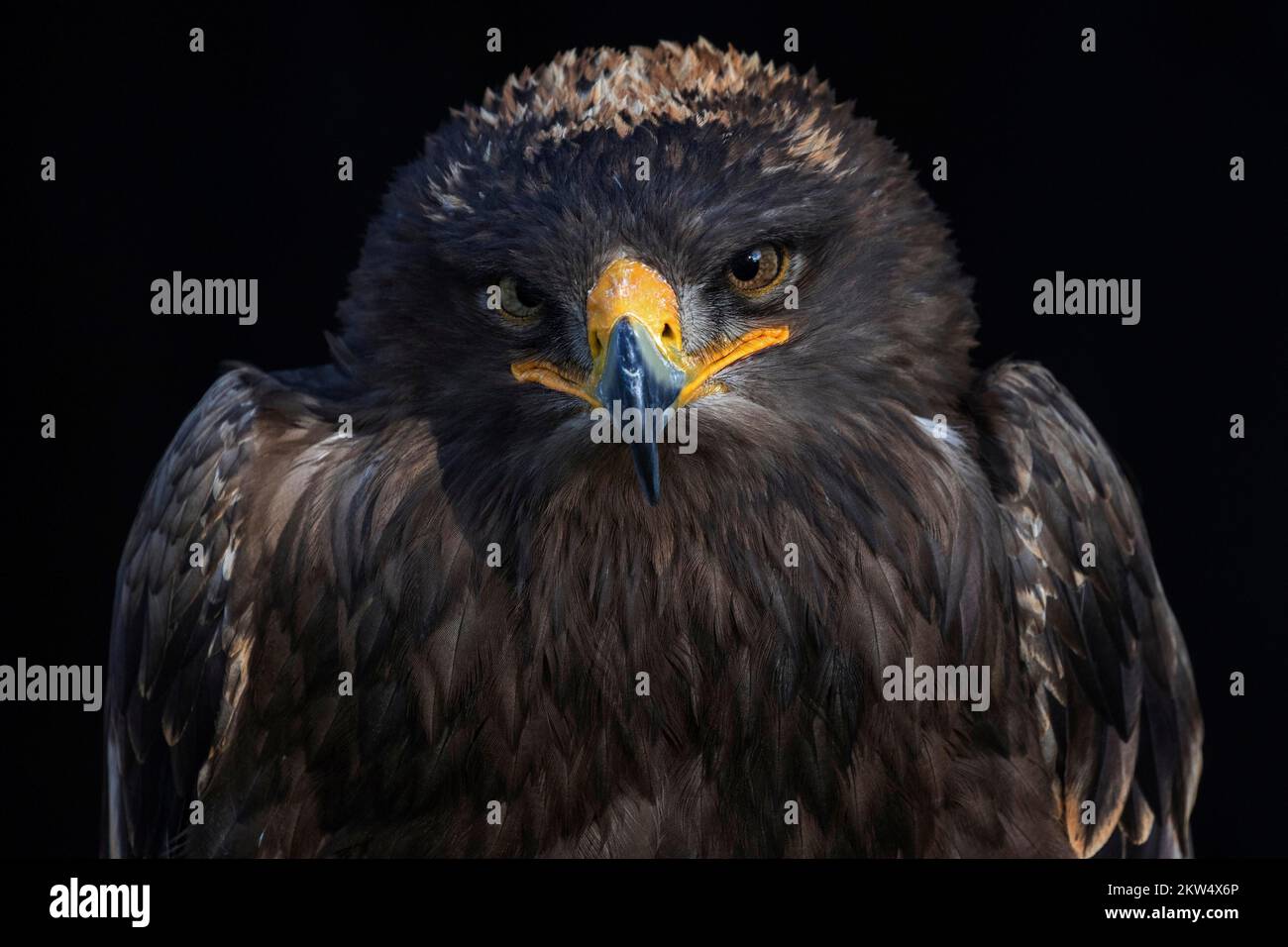 Steppe eagle (Aquila nipalensis), portrait, captive, Sababurg Zoo ...