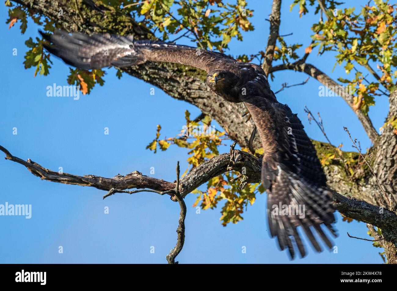 Steppe eagle (Aquila nipalensis), in flight, captive, Sababurg Zoo ...