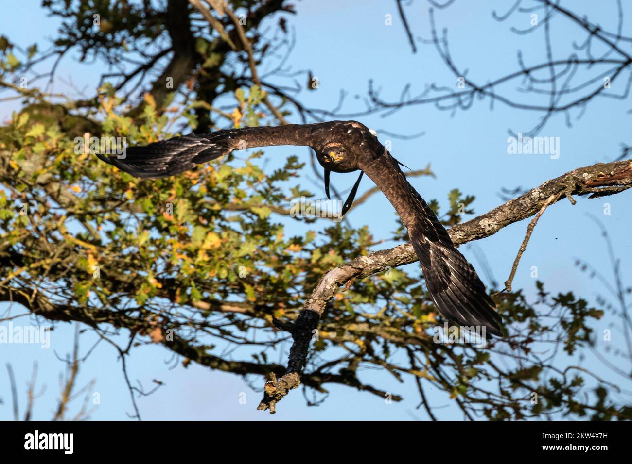 Steppe eagle (Aquila nipalensis), in flight, captive, Sababurg Zoo ...