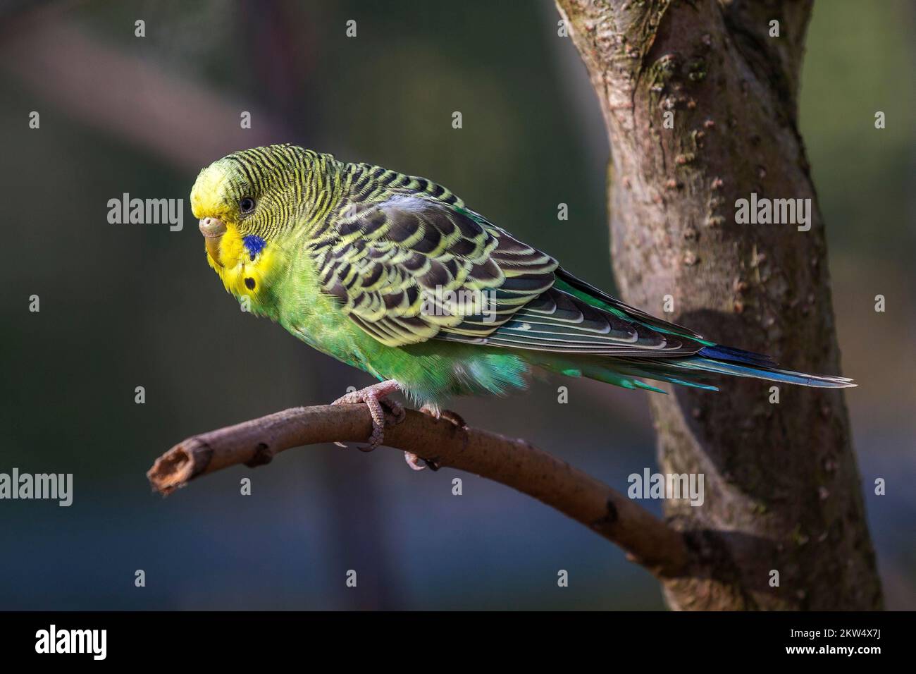 Green-yellow budgie (Melopsittacus undulatus), captive, Sababurg Zoo ...