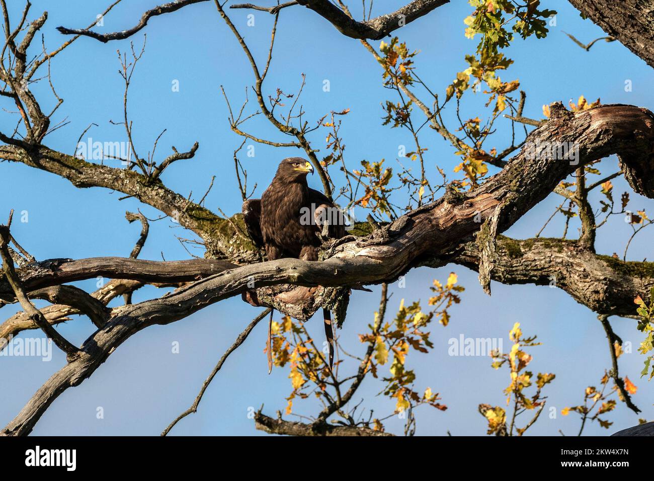 Steppe eagle (Aquila nipalensis), sitting on tree, captive, Sababurg ...