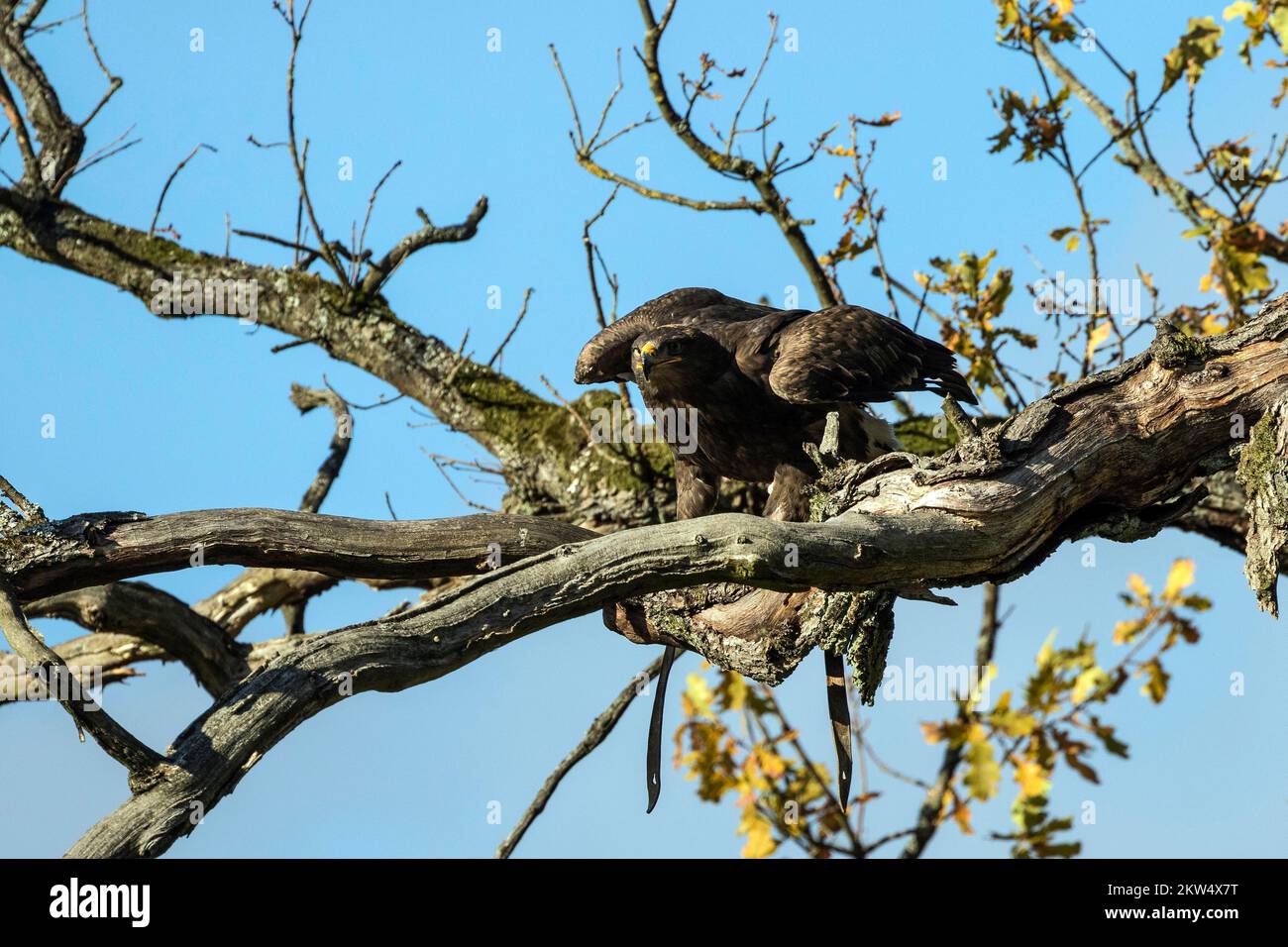 Steppe eagle (Aquila nipalensis), sitting on tree, captive, Sababurg ...