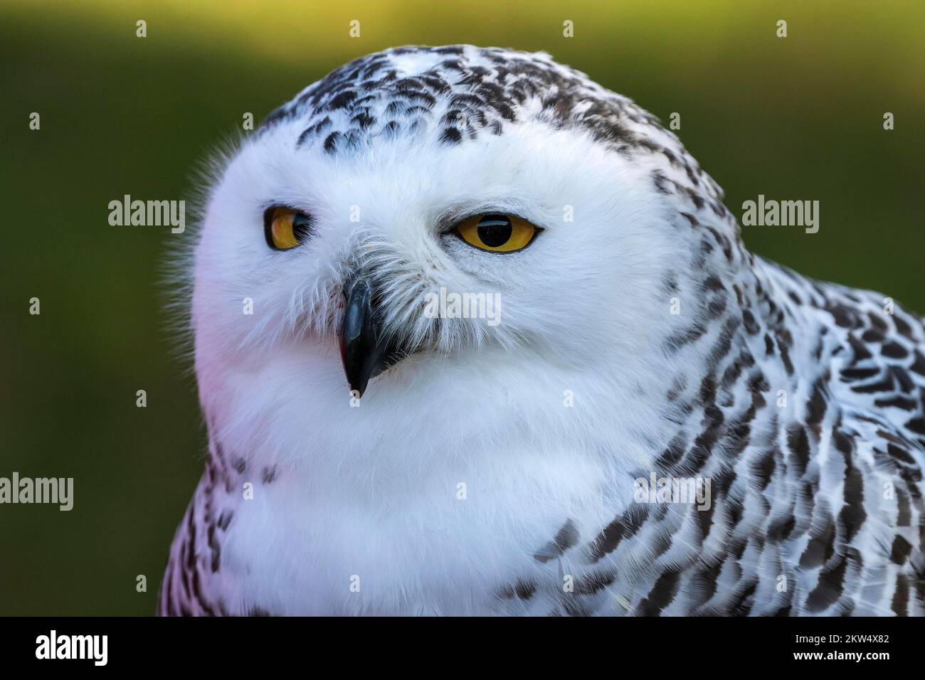 Snowy owl (Bubo scandiacus), portrait, captive, Sababurg Zoo, Hesse ...