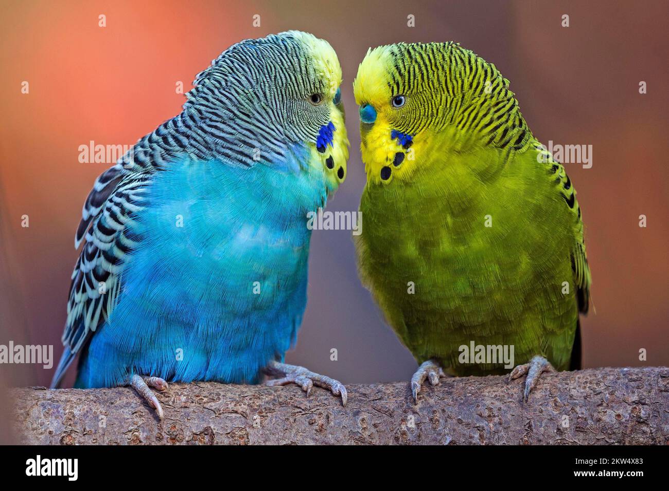 Blue parakeet budgie hi-res stock photography and images - Alamy Blue parakeet budgie hi-res stock photography and images - Alamy
