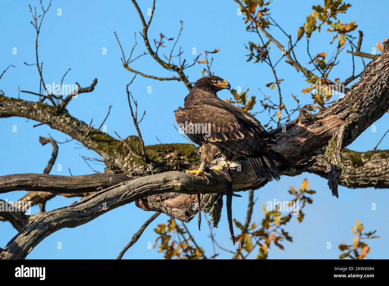 Steppe eagle (Aquila nipalensis), sitting on tree, captive, Sababurg ...