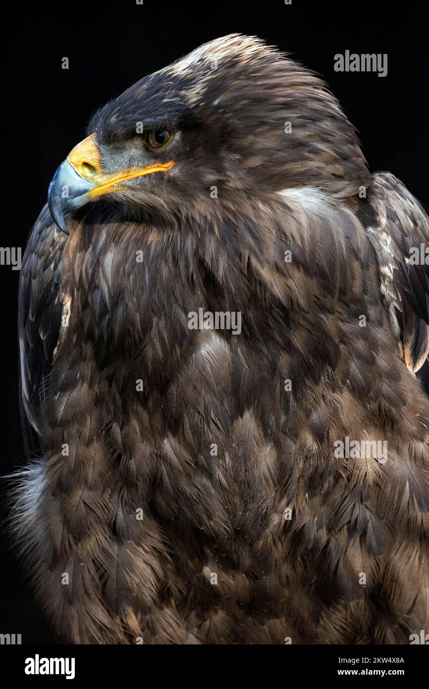 Steppe eagle (Aquila nipalensis), portrait, captive, Sababurg Zoo ...