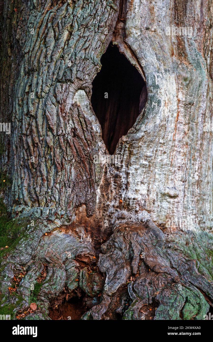 Chimney oak, English oak (Quercus robur), primeval forest Sababurg ...