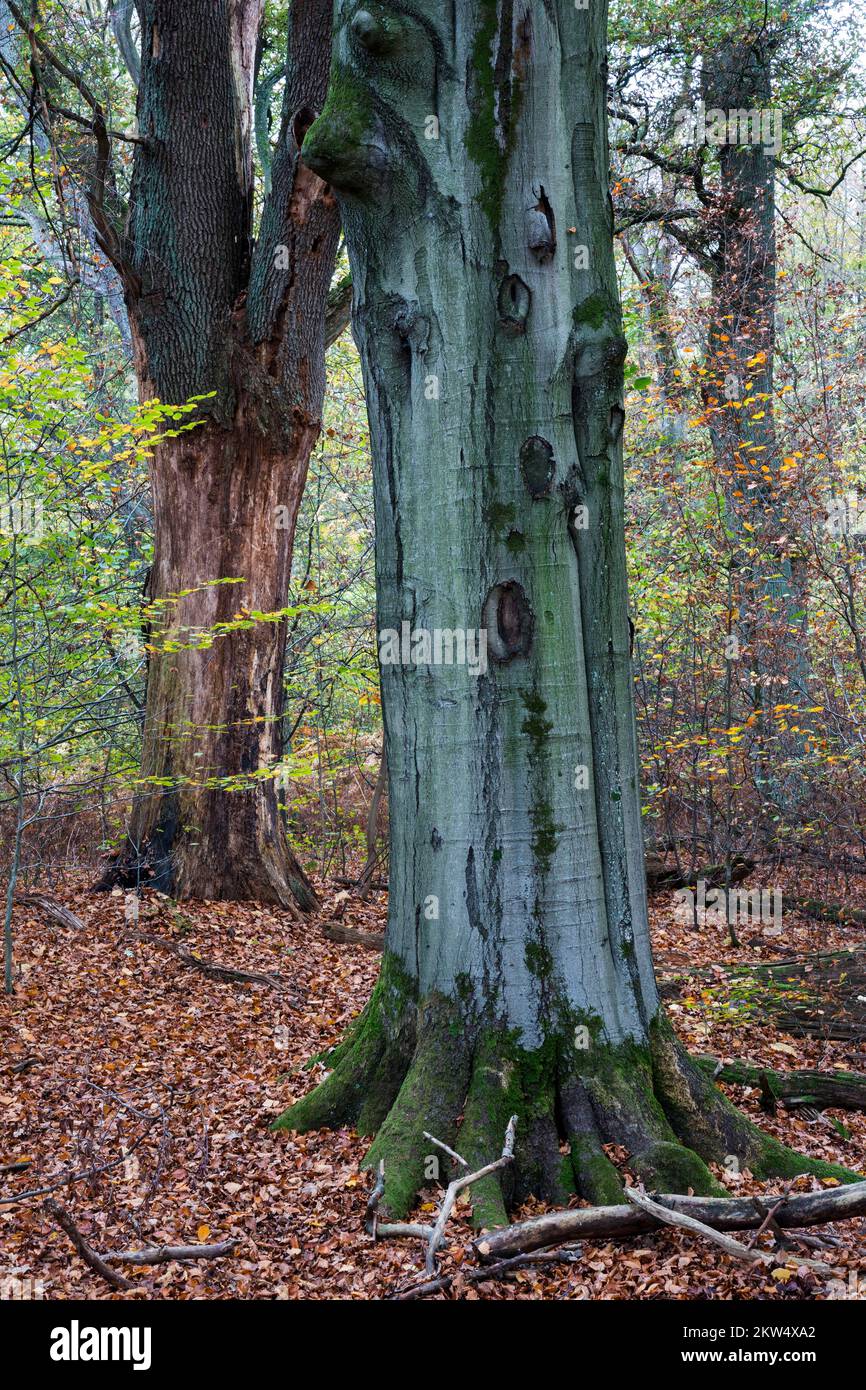 Old beech (Fagus), primeval forest Sababurg, Reinhardswald nature park ...