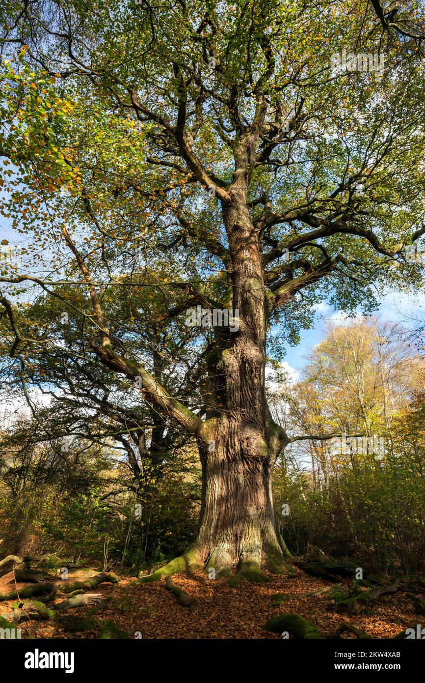 Old English oak (Quercus robur), primeval forest Sababurg ...