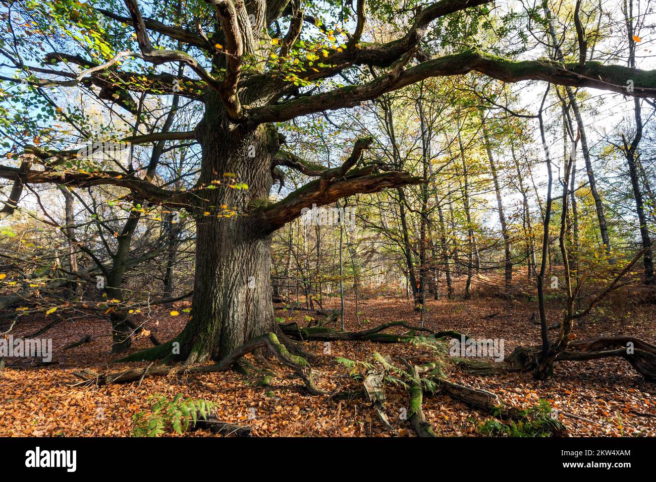 Old English oak (Quercus robur), primeval forest Sababurg ...