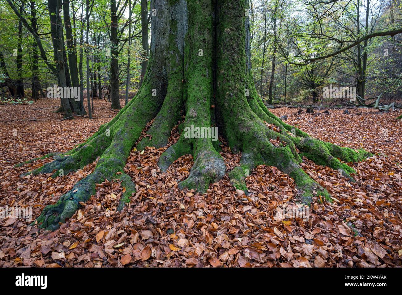 Moss-covered trunk of an old beech (Fagus), primeval forest Sababurg ...