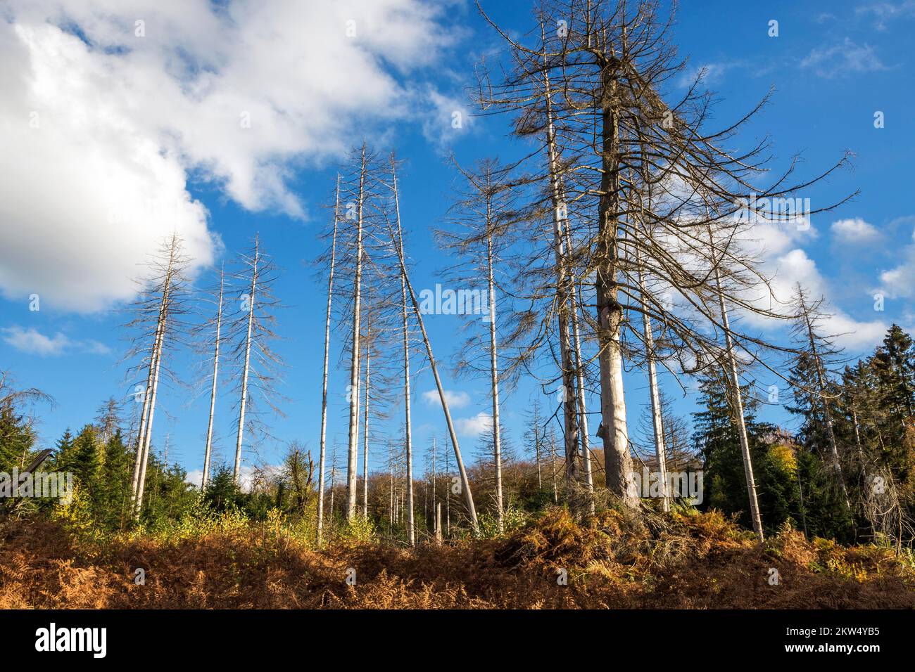 Dead conifers, Sababurg primeval forest, Reinhardswald nature park Park ...