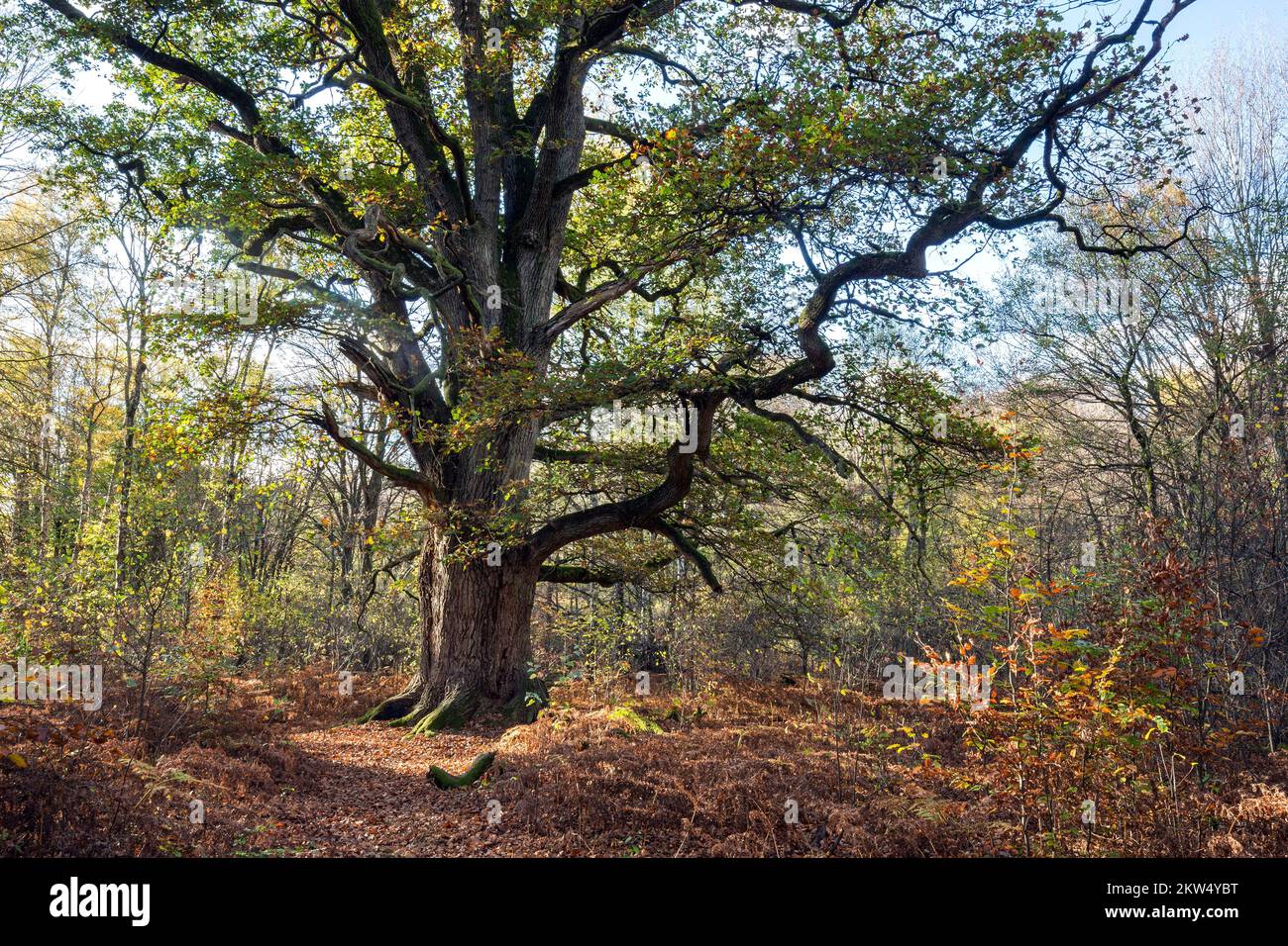 Old English oak (Quercus robur), black oak, primeval forest Sababurg ...