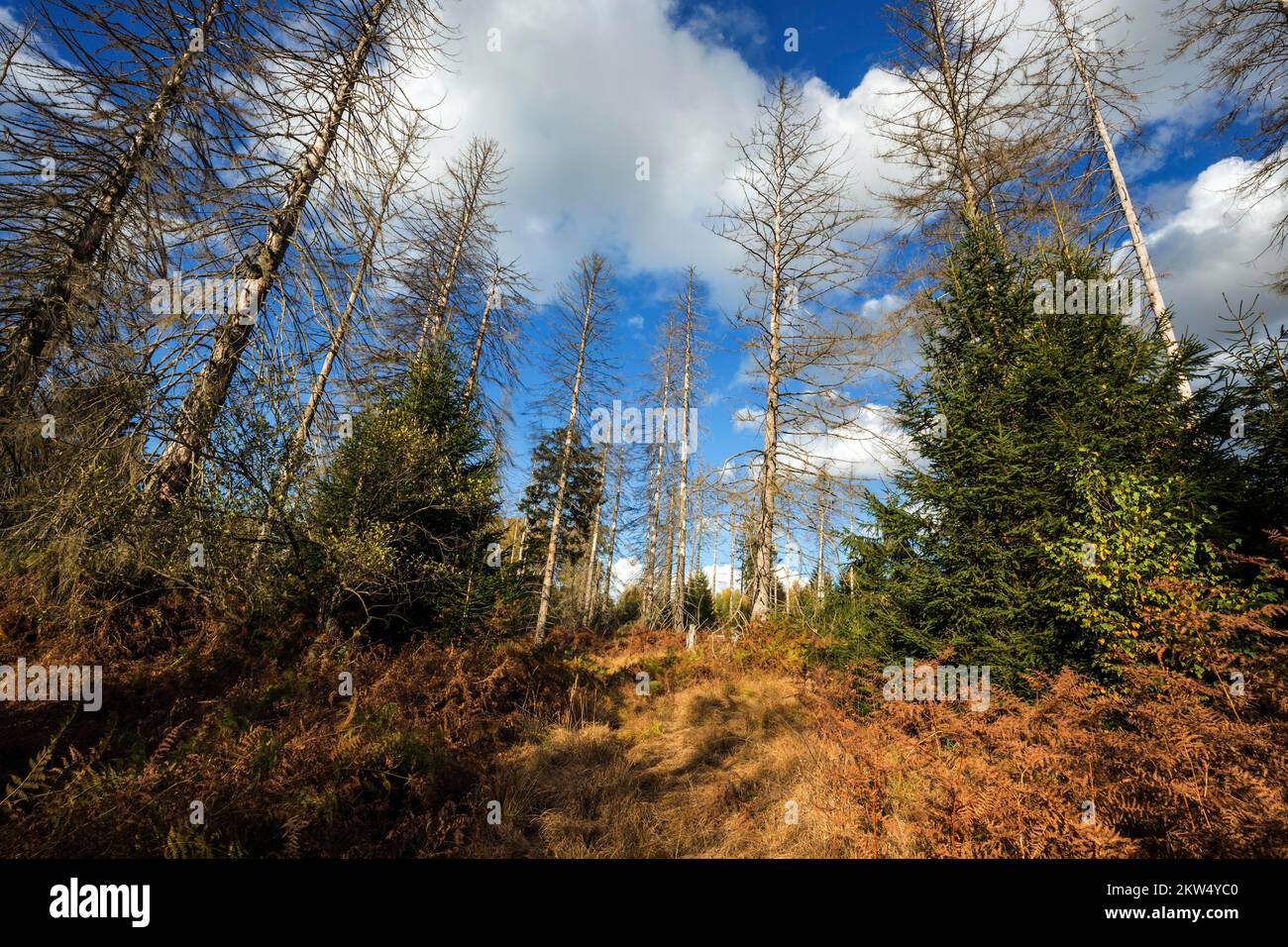 Dead conifers, Sababurg primeval forest, Reinhardswald nature park Park ...
