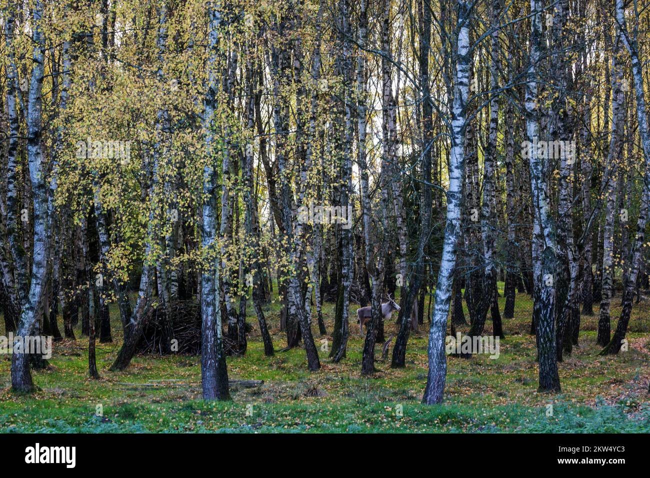 Birches (Betula), birch grove with reindeer (Rangifer tarandus ...