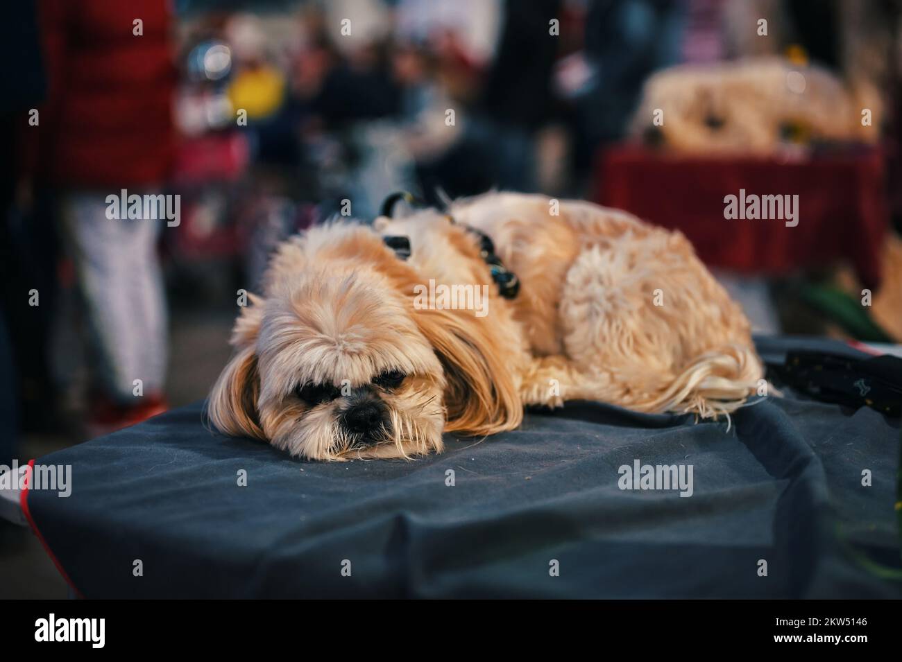 Portrait of cute little Shih Tzu dog lying on the table and waiting for ...