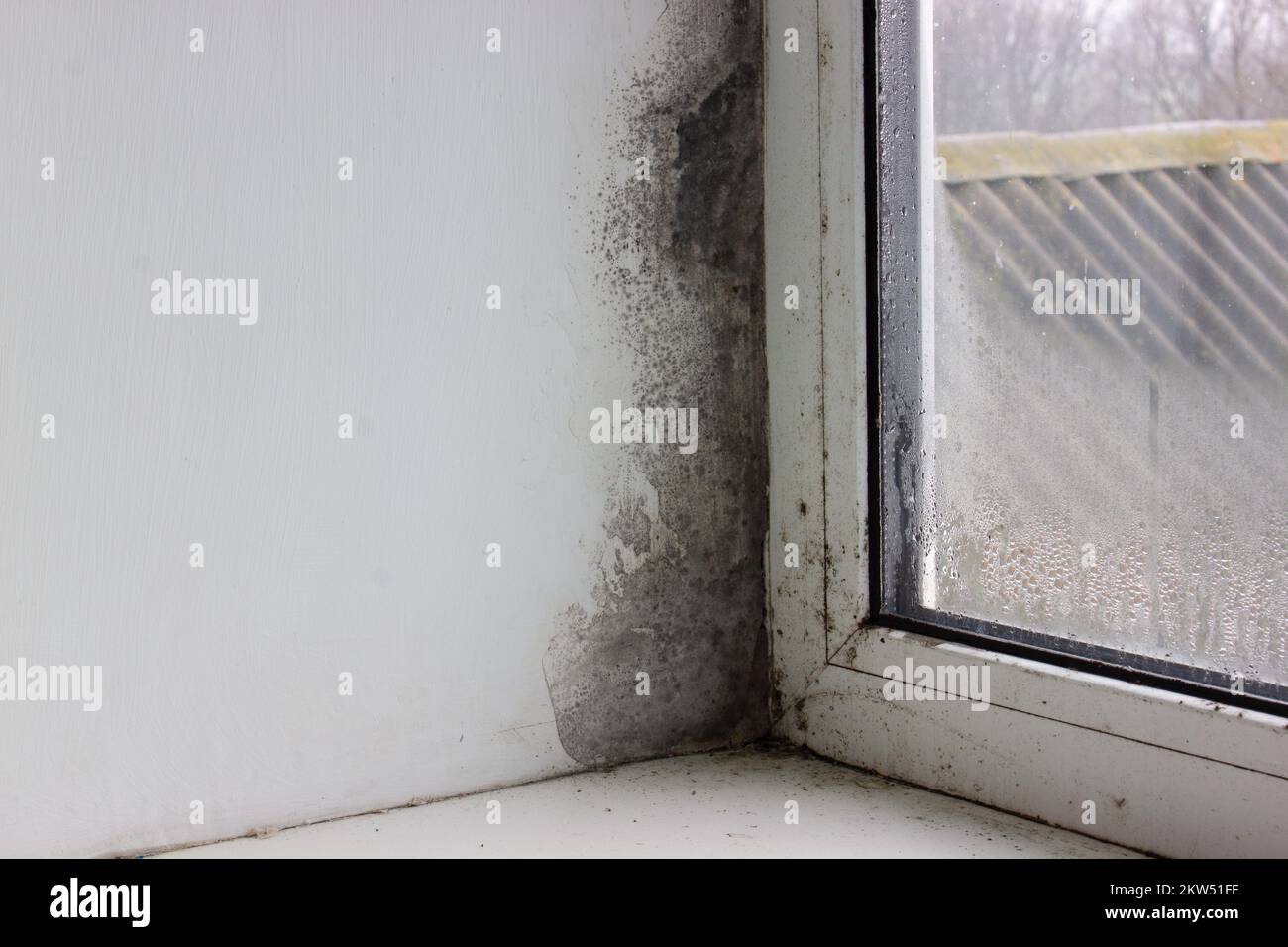 Mold in the corner of the window. Moisture and fungus on the window ...