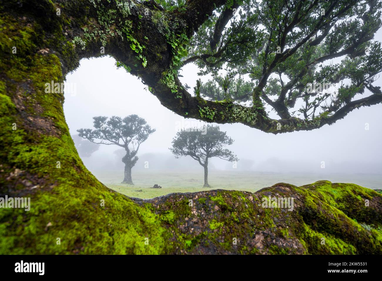 Stinkwood (Ocotea foetens) overgrown with moss and plants in the mist ...