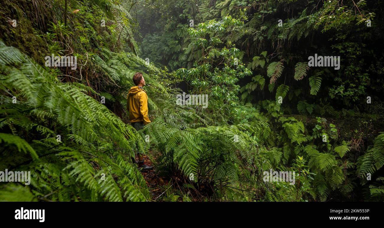 Hiker among ferns in dense forest, hiking trail PR9 Levada do Caldeirão ...