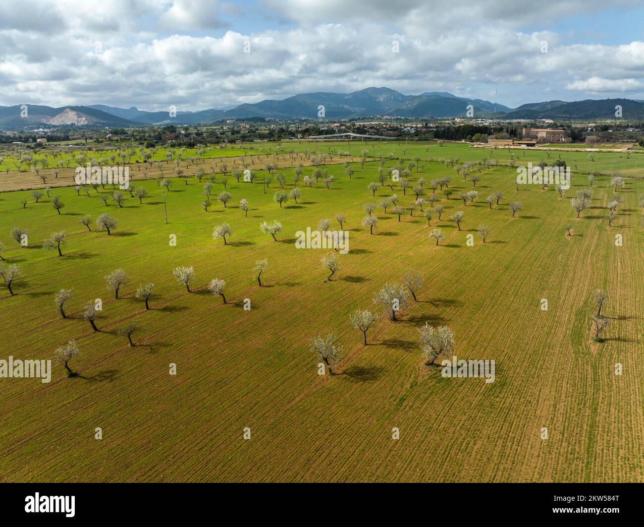 Aerial view, Son Sardina Almond Blossom, plantation with almond trees ...