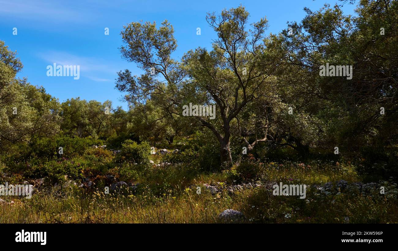 Olive grove, flower meadow, blue sky, white wispy clouds, island ...