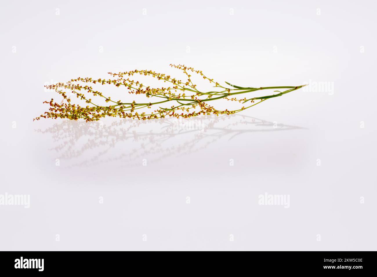 A Flower plant on a white background Stock Photo - Alamy