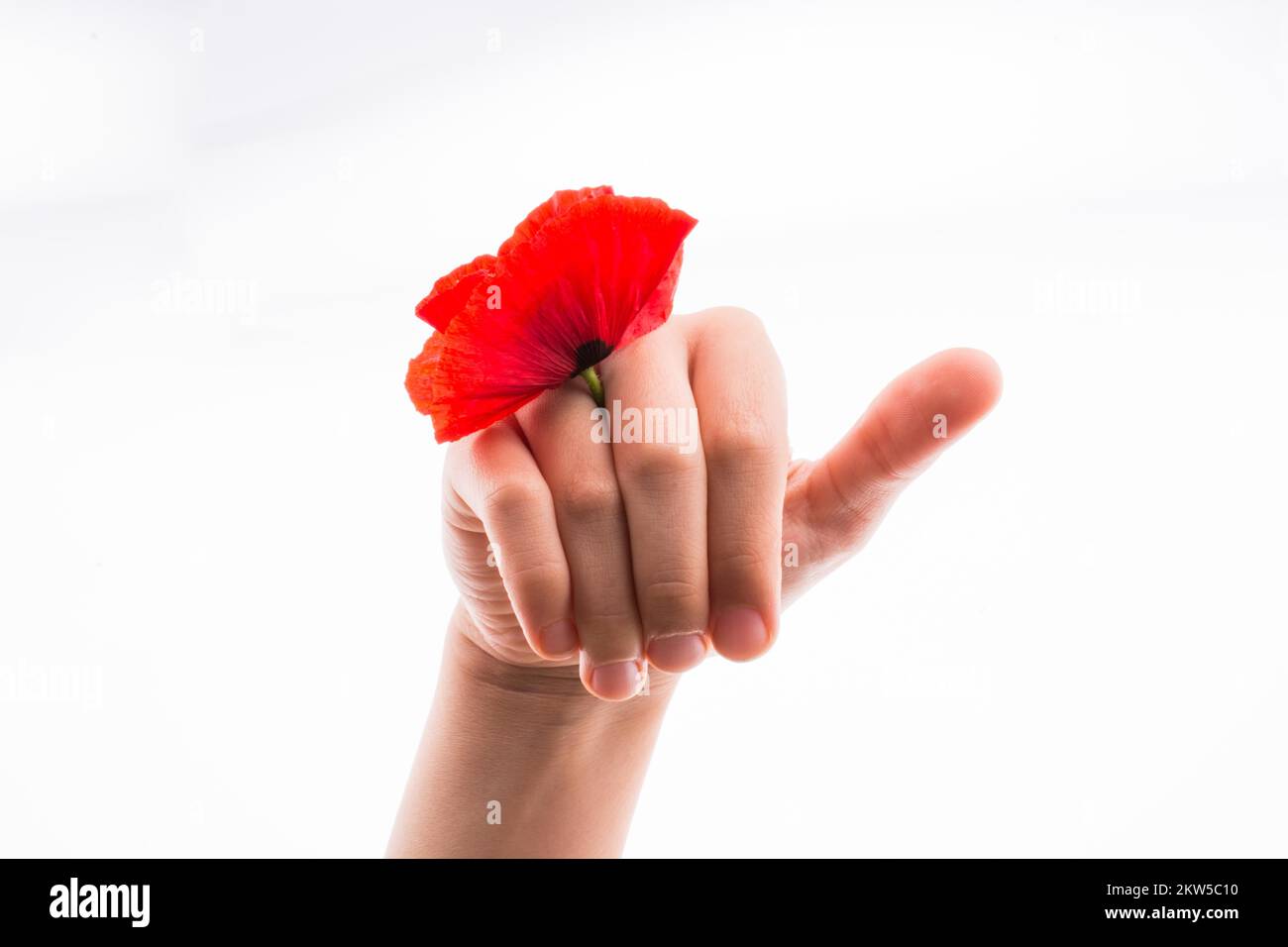 Hand holding a Red Poppy on a white background Stock Photo - Alamy