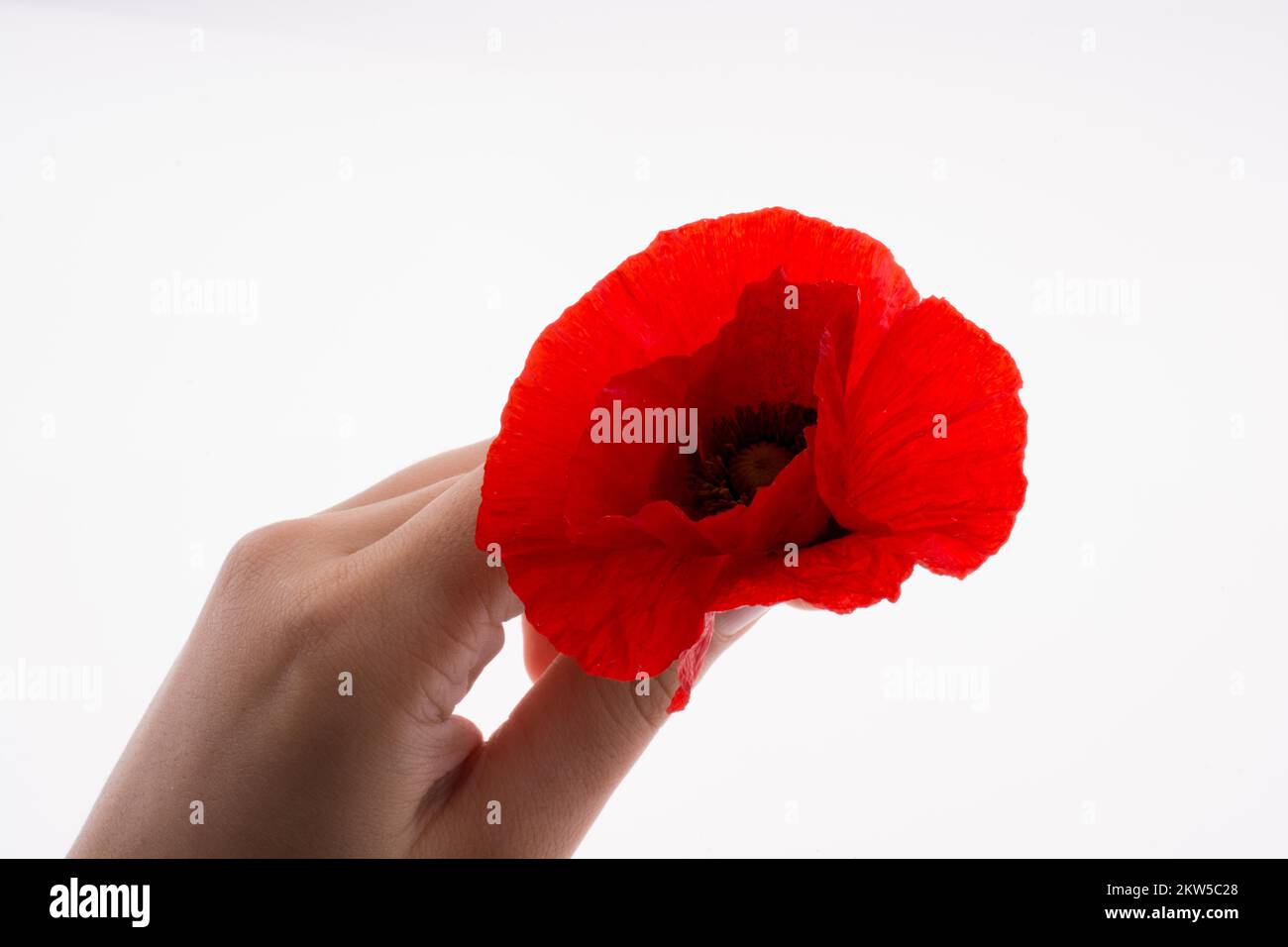 Hand holding a Red Poppy on a white background Stock Photo - Alamy