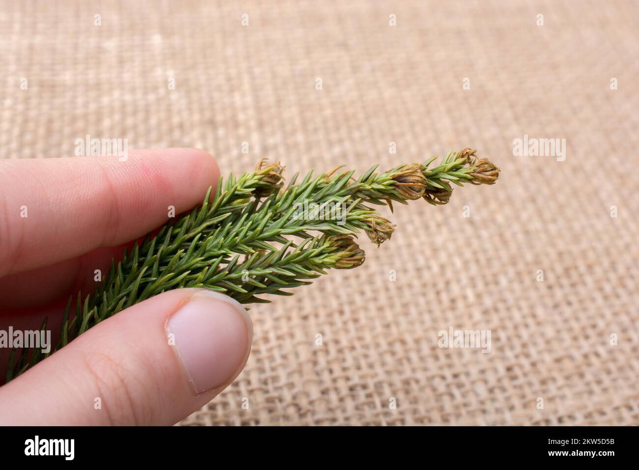 Green leaves in hand on linen canvas Stock Photo - Alamy